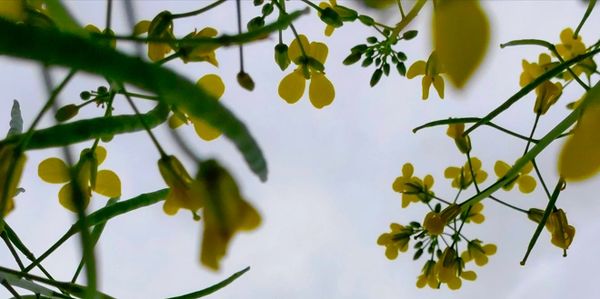 Red Fox Ag Research - Home